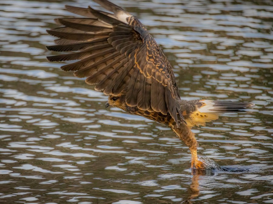 It's National Bird Day.