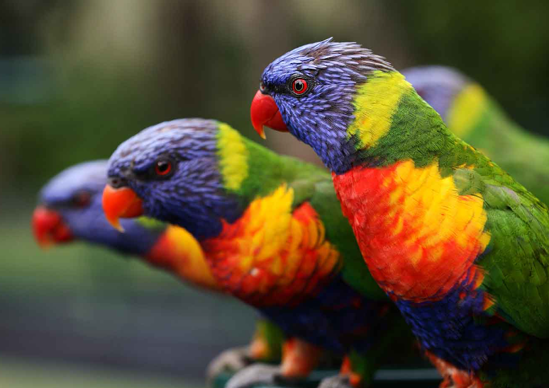 It's National Bird Day.