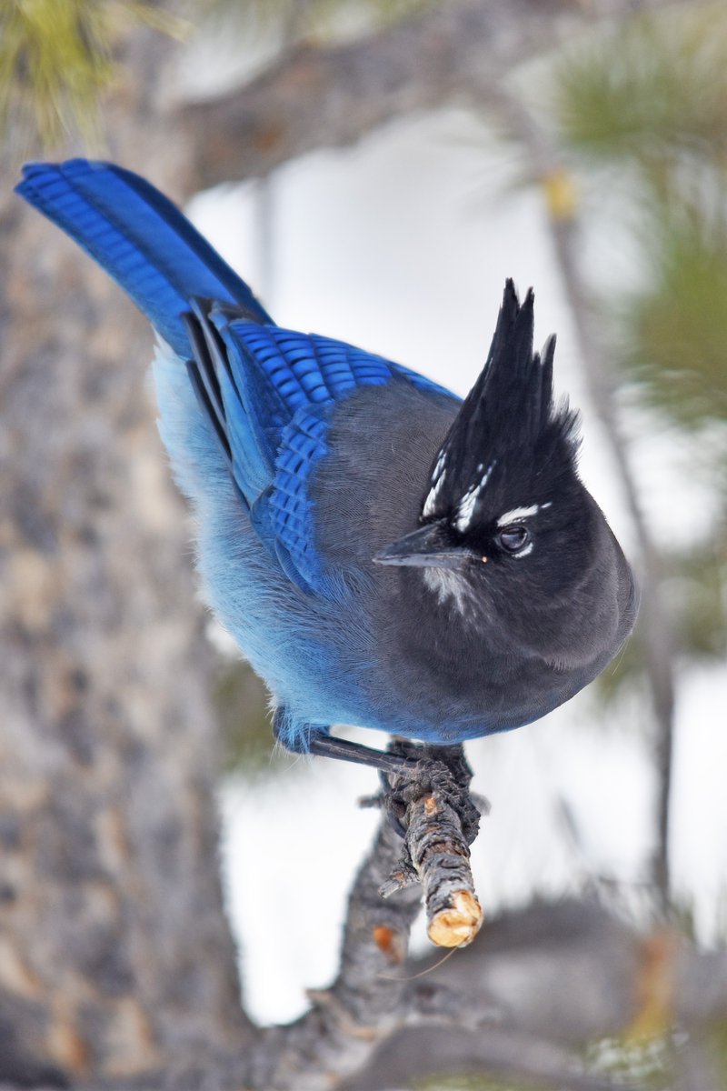 It's National Bird Day.